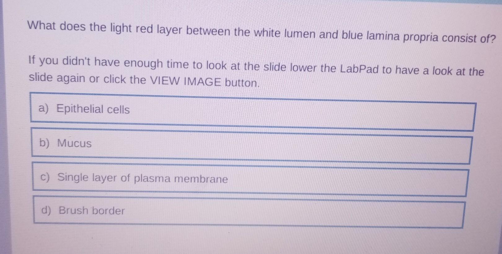Solved What does the light red layer between the white lumen | Chegg.com