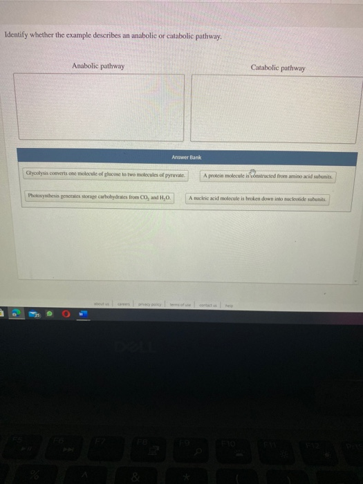 Solved Identify whether the example describes an anabolic or | Chegg.com Solved Identify whether the example describes an anabolic or | Chegg.com