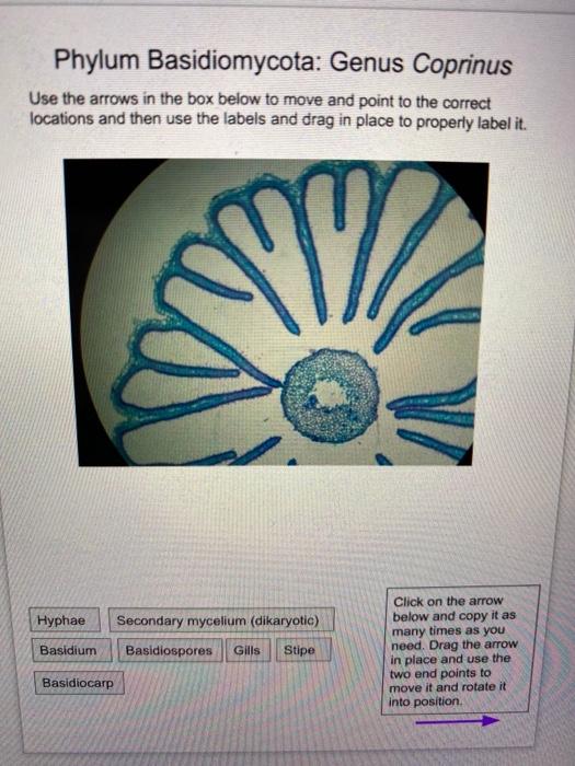 Solved Phylum Basidiomycota: Genus Coprinus Use the arrows | Chegg.com