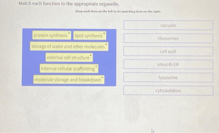Solved Match each function to the appropriate organelle. + | Chegg.com