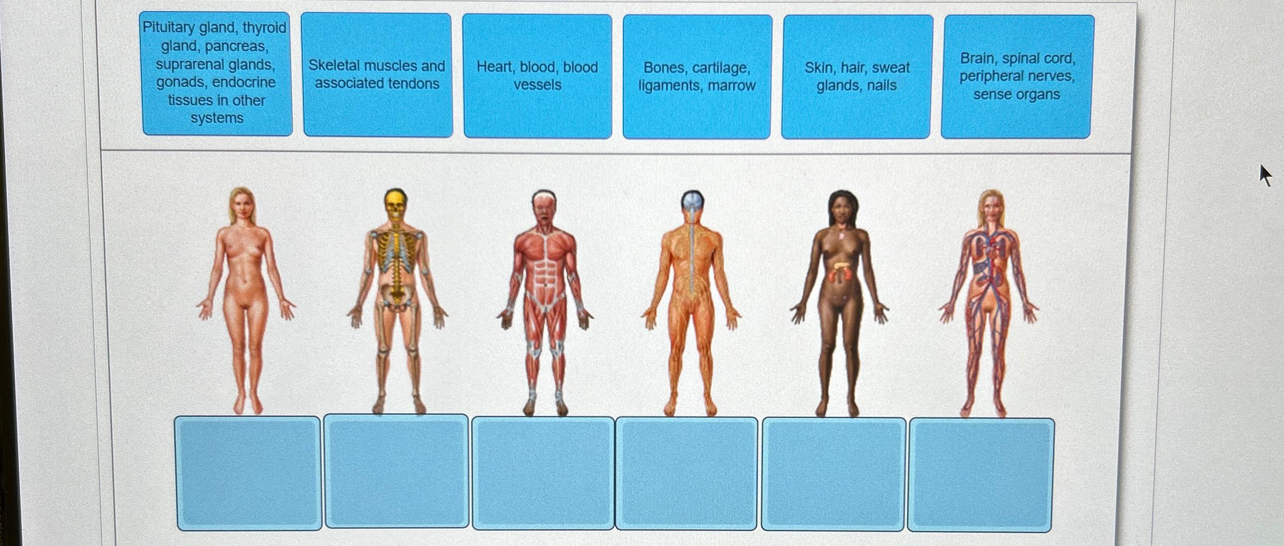 Solved Drag the labels onto the diagram to identify the | Chegg.com