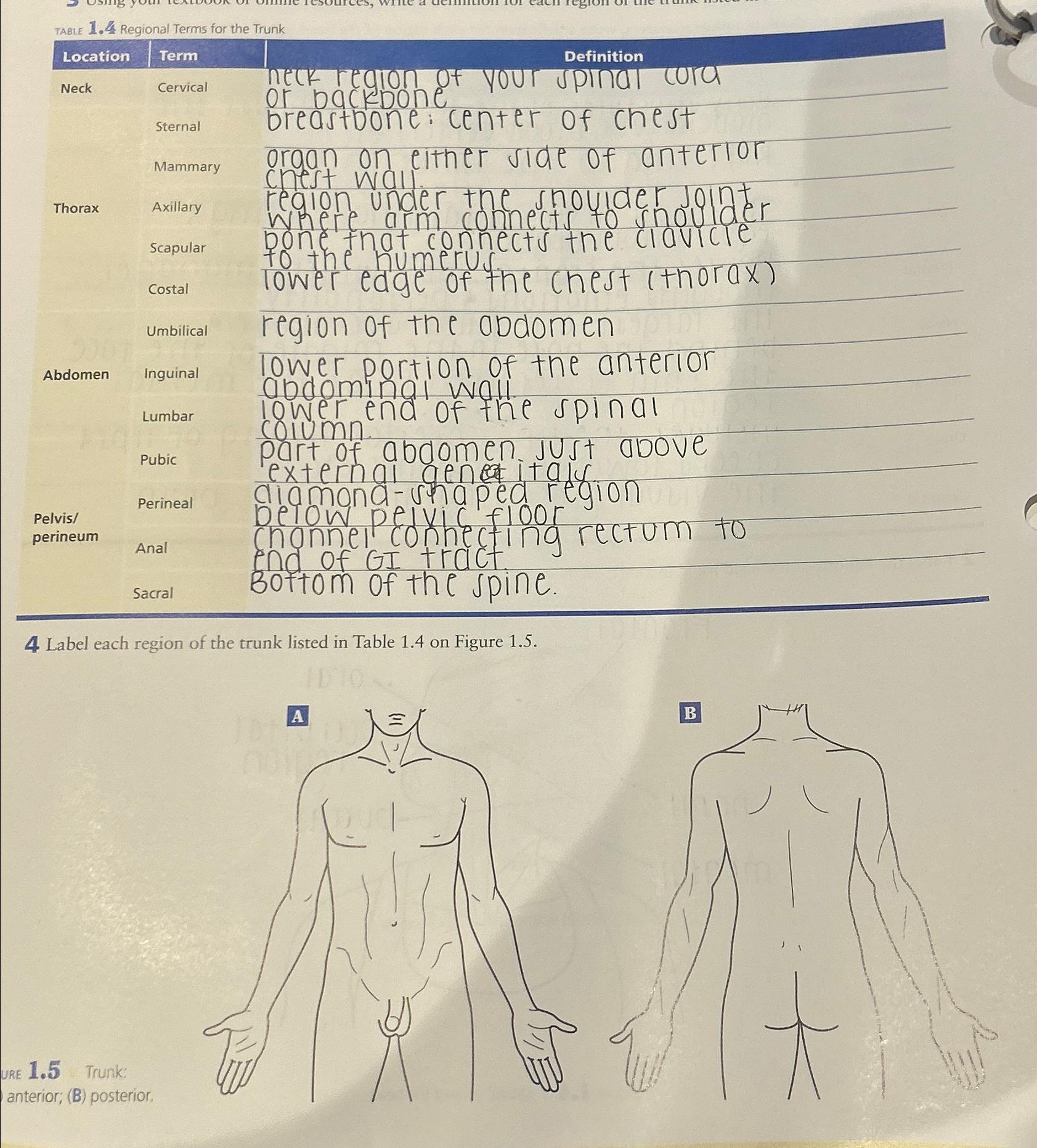 Solved 4 ﻿Label each region of the trunk listed in Table 1.4 | Chegg.com