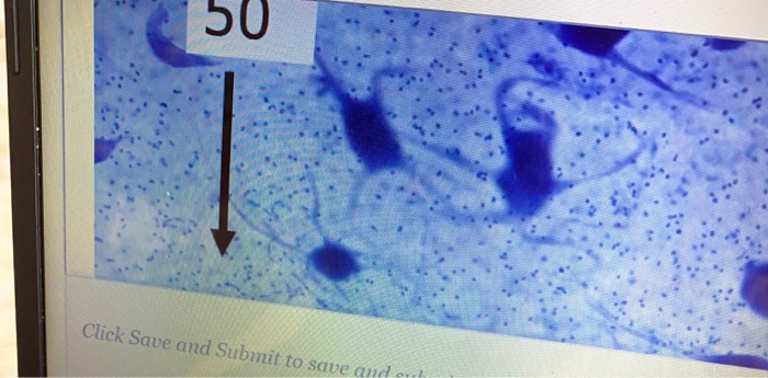 Solved 50 Click Save and Submit to save and cul 49. Name | Chegg.com