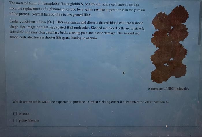 Solved The mutated form of hemoglobin (hemoglobin S. or HbS) | Chegg.com
