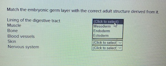 Solved Match the embryonic germ layer with the correct adult | Chegg.com