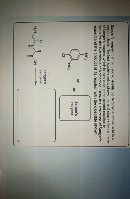 Solved Sanger's reagent can be used to identify the | Chegg.com