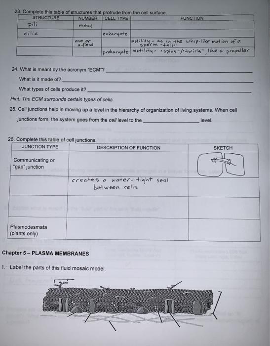 Solved 23 Complete this table of structures that protrude | Chegg.com