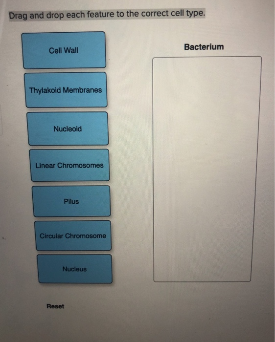 Solved Drag and drop each feature to the correct cell type. | Chegg.com Solved Drag and drop each feature to the correct cell type. | Chegg.com