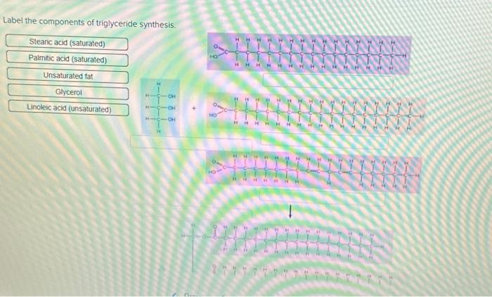 Solved Label the components of triglyceride synthesis. | Chegg.com