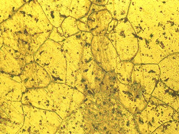 Solved By comparing the various micrographs uploaded , | Chegg.com