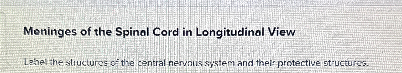 Solved Meninges of the Spinal Cord in Longitudinal ViewLabel | Chegg.com