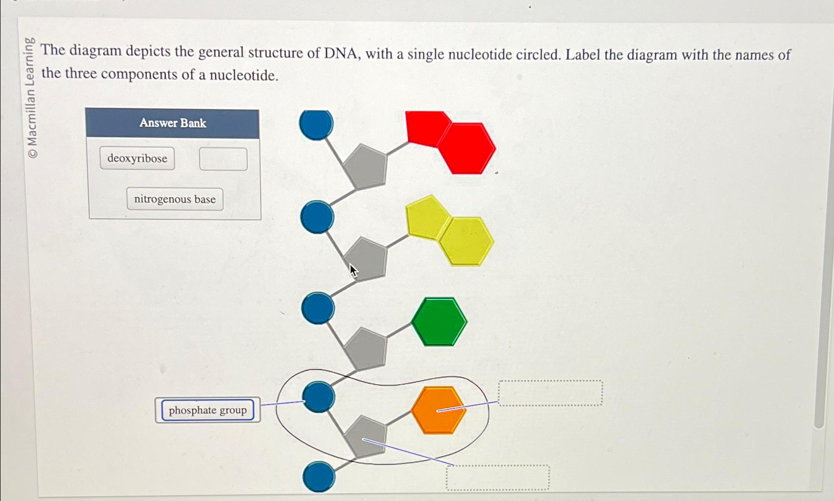 Solved c∞ ﻿The diagram depicts the general structure of DNA, | Chegg.com