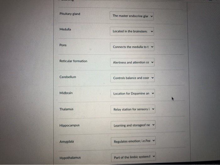 Solved Pituitary gland The master endocrine glar Medulla | Chegg.com