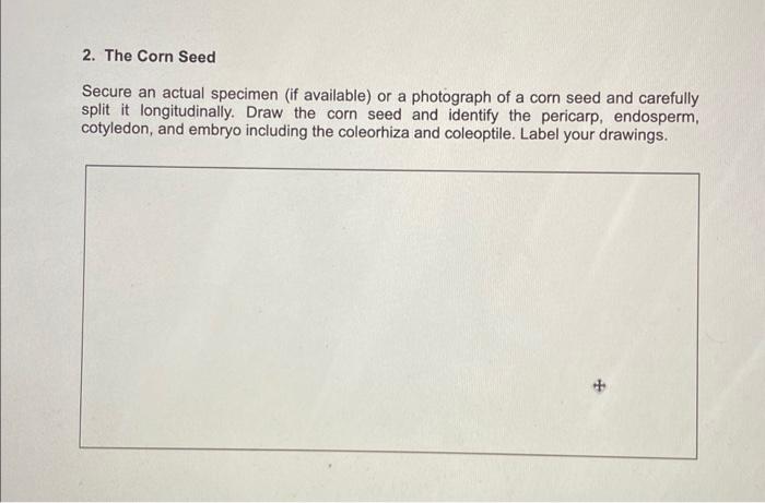 Solved 2. The Corn Seed Secure an actual specimen (if | Chegg.com