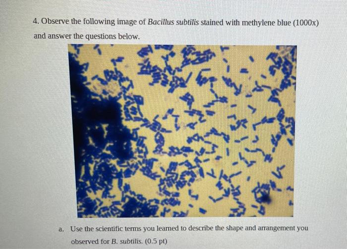 Solved 4. Observe the following image of Bacillus subtilis | Chegg.com
