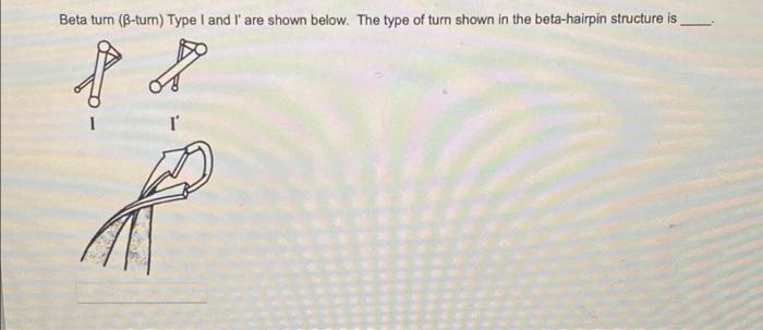 Solved Beta tum (B-turn) Type I and I' are shown below. The | Chegg.com
