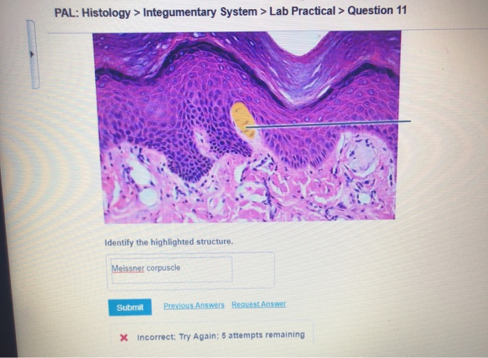 Solved PAL: Histology > Integumentary System > Lab Practical | Chegg.com