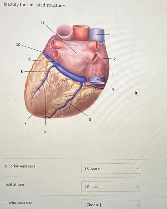 Solved Identify the indicated structures: 10 8 6 superior | Chegg.com