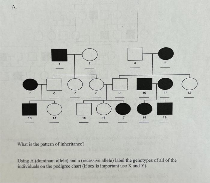 Solved What is the pattern of inheritance? Using A (dominant | Chegg.com