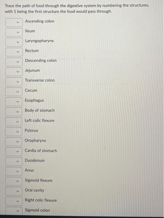 Solved Trace the path of food through the digestive system | Chegg.com