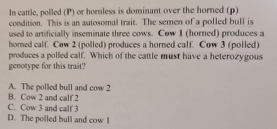 Solved In cattle, polled ( P ) ﻿or homless is dominant over | Chegg.com