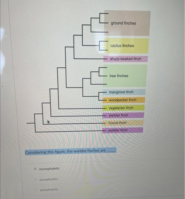 Solved Considering this figure, the warbler finches are | Chegg.com