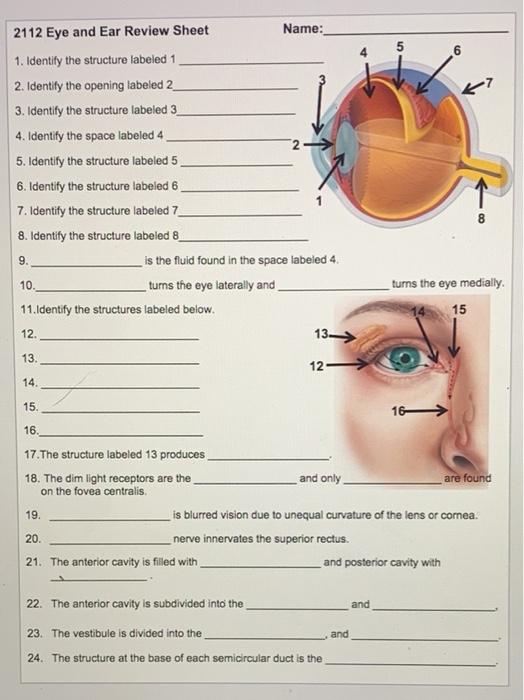 Solved 6 5 2112 Eye and Ear Review Sheet (cont'd) 1. | Chegg.com