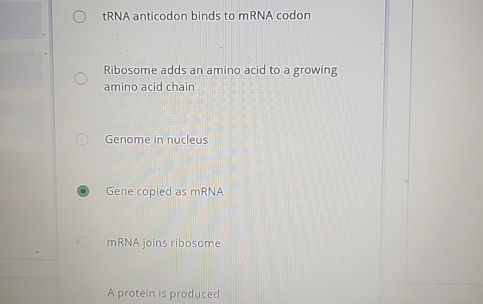 Solved tRNA anticodon binds to mRNA codonRibosome adds an | Chegg.com