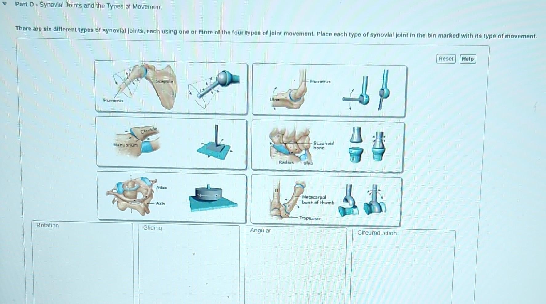 Solved There are six different types of synovial joints, | Chegg.com
