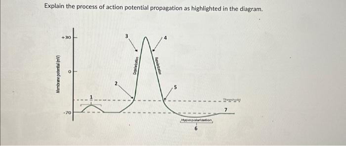 Solved Explain the process of action potential propagation | Chegg.com