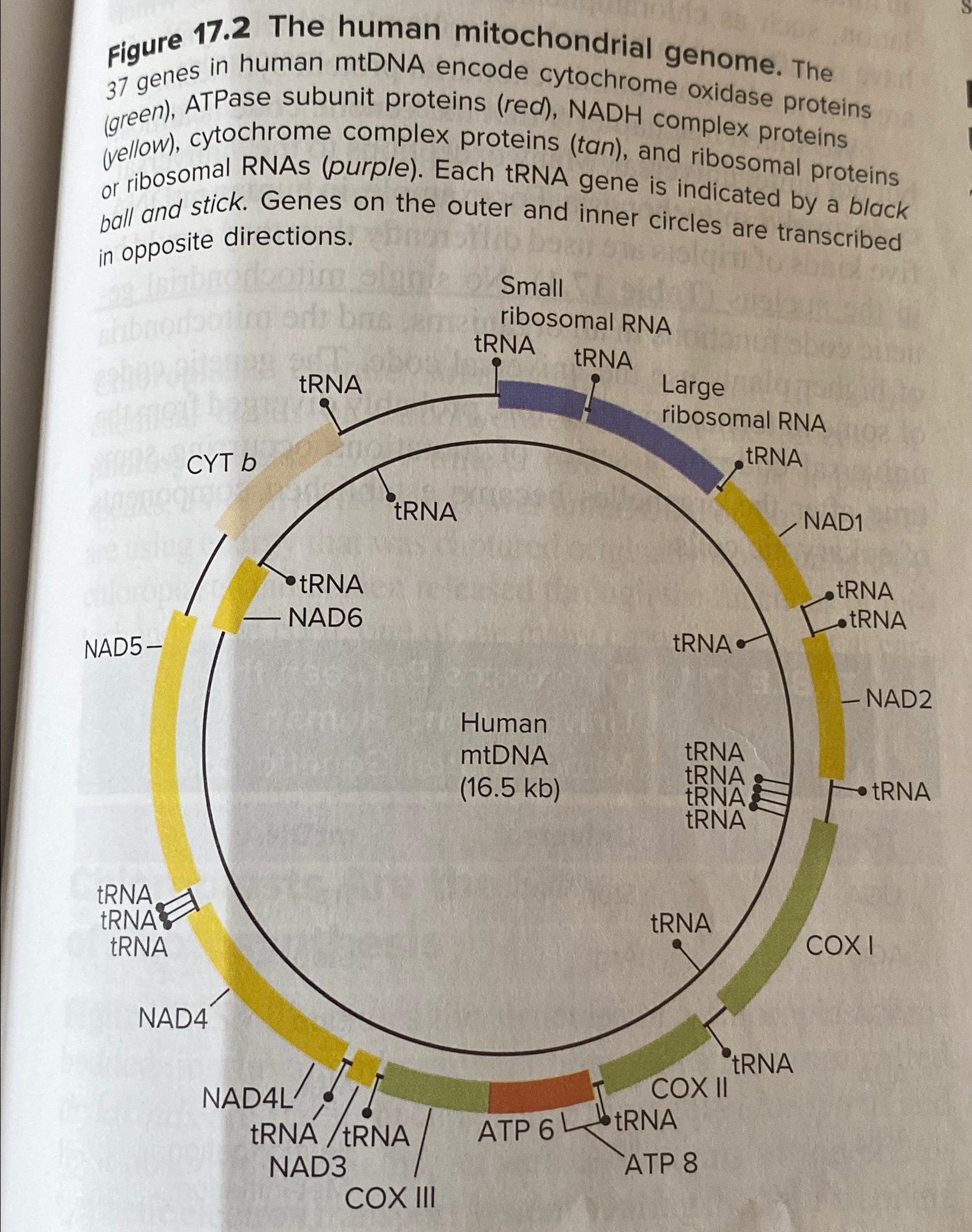 Solved Mutations in mitochondrial genes led to the use by | Chegg.com