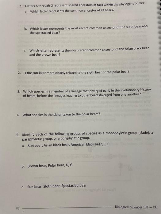 Solved Interpreting a Phylogenetic Tree for Bears The bear | Chegg.com