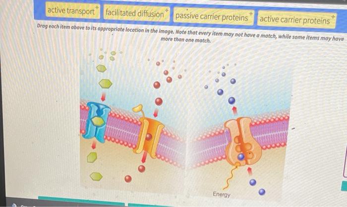 Solved Drag each item obove to its appropriate location in | Chegg.com