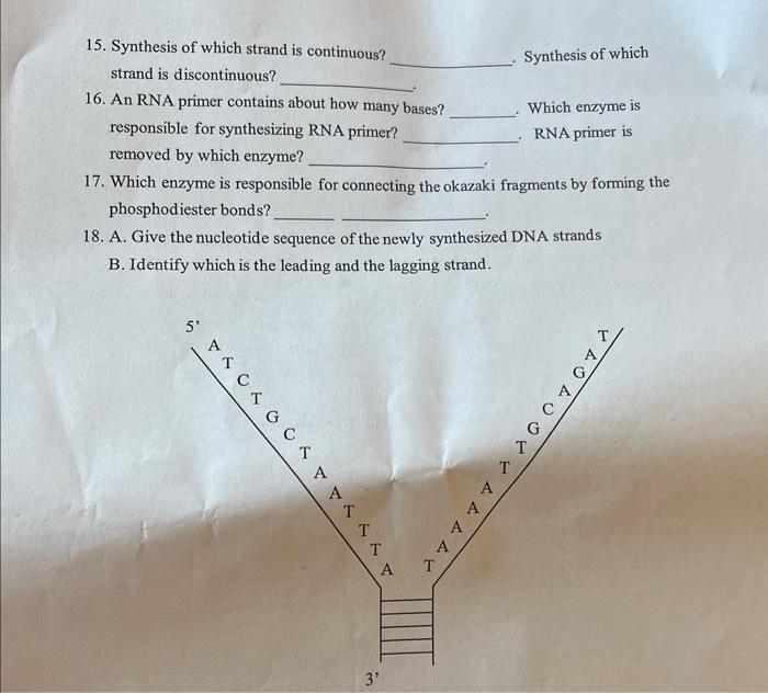Solved WORKSHEET DNA Extraction 1. From where and why do | Chegg.com