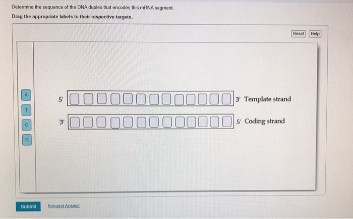Solved Determine the sequence of the DNA duplex that encodes | Chegg.com