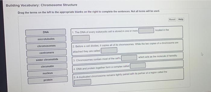 Solved Building Vocabulary: Chromosome Structure Drag the | Chegg.com