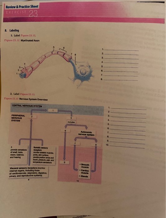 Solved Review & Practice Sheet EXERCISE 23 B. Labeling 1. | Chegg.com