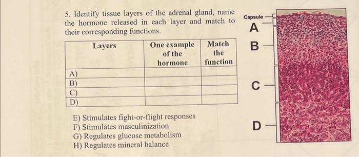 Solved 3) Name the five specific cell types found in the | Chegg.com
