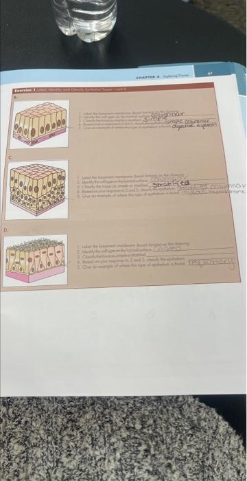 Solved label, identify, and classify epithelial tissue | Chegg.com