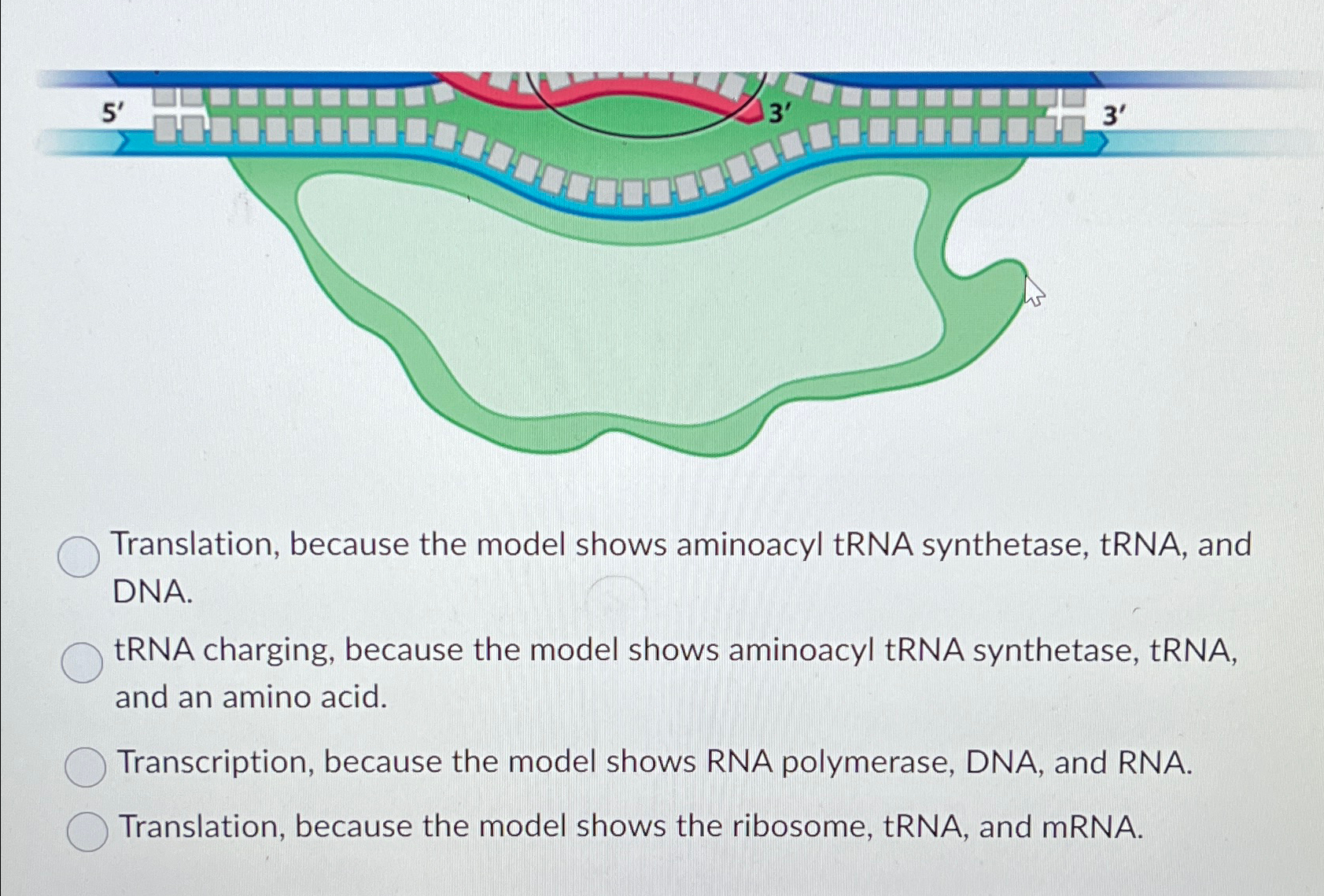 Solved Translation, because the model shows aminoacyl tRNA | Chegg.com