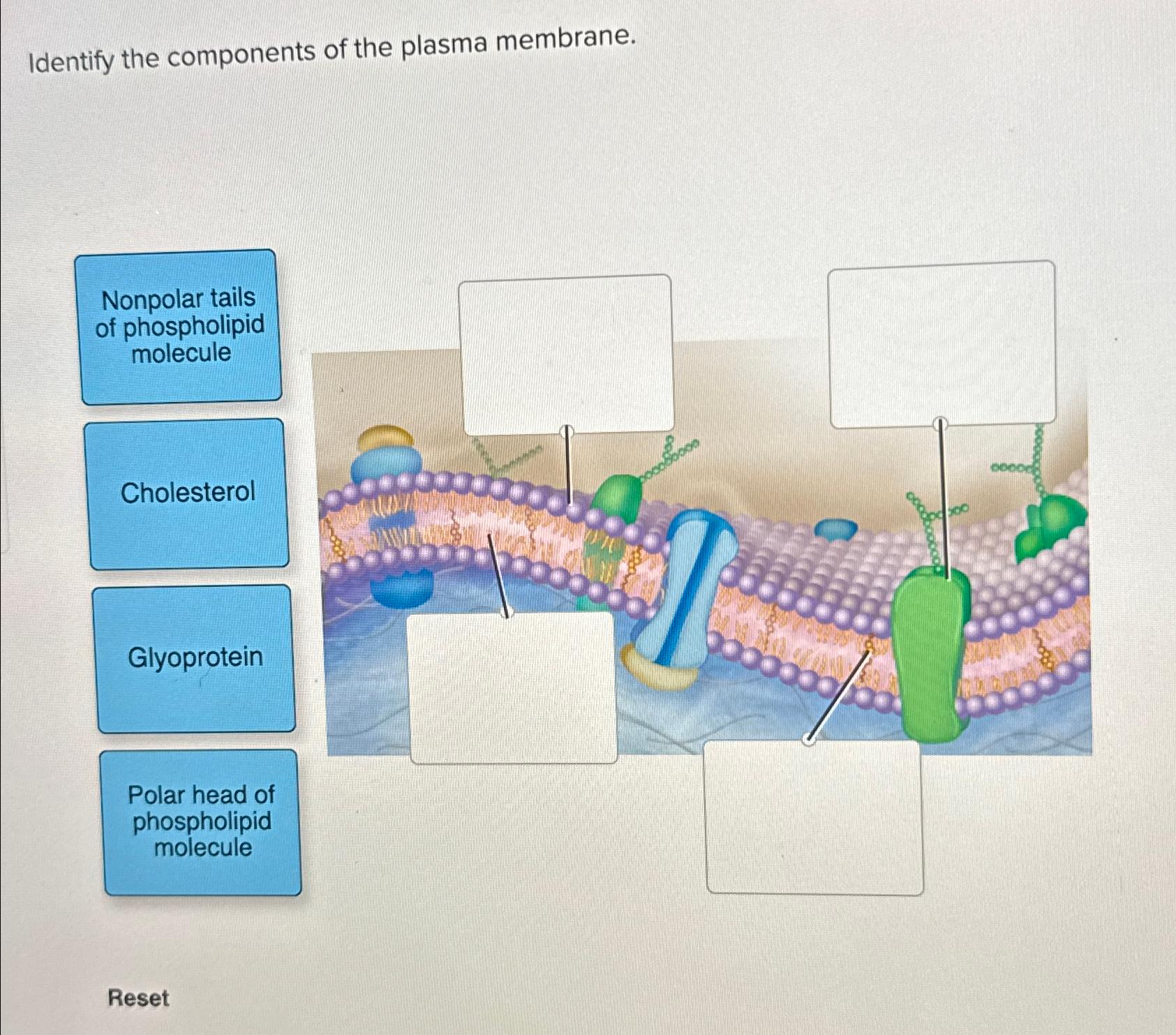 Solved Identify the components of the plasma membrane.Reset | Chegg.com