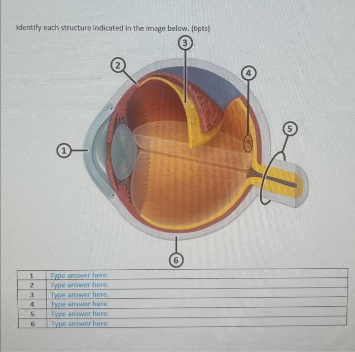 Solved Identify each structure indicated in the image below. | Chegg.com