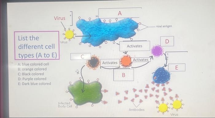 Solved Virus List the different cell types (A to E) A: blue | Chegg.com
