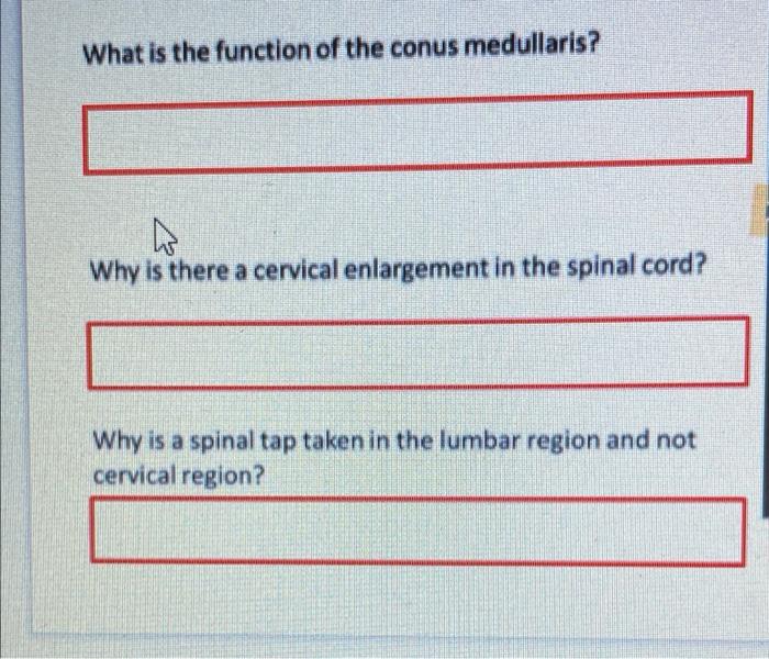 Solved What is the function of the conus medullaris? N Why | Chegg.com