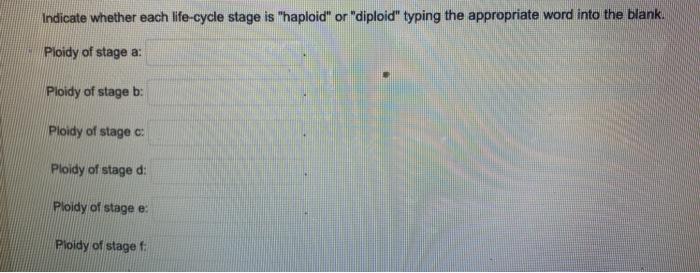 Solved Name of stage: (1b) Ploidy: (2b). Naine of stage: | Chegg.com