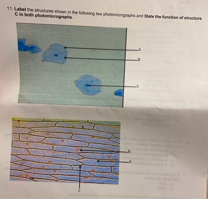 Solved 11. Label the structures shown in the following two | Chegg.com