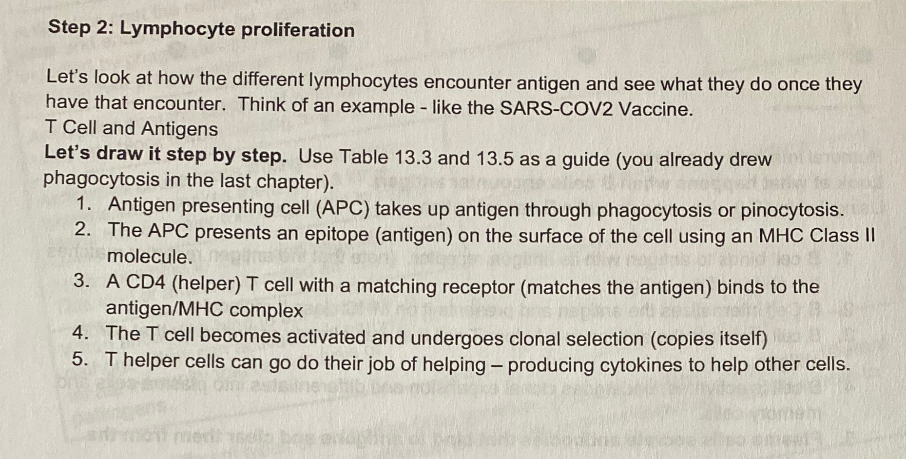 Solved Step 2: Lymphocyte proliferationLet's look at how the | Chegg.com