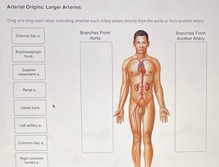 Solved Arterial Origins: Larger Arteries Drag and drop each | Chegg.com