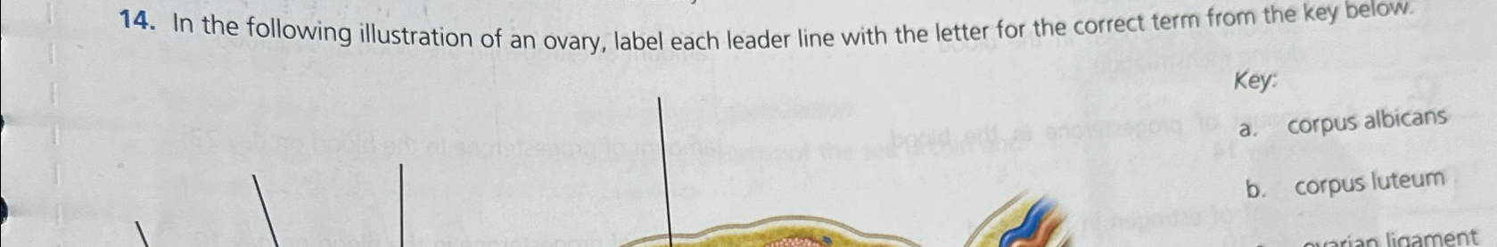 Solved In the following illustration of an ovary, label each | Chegg.com