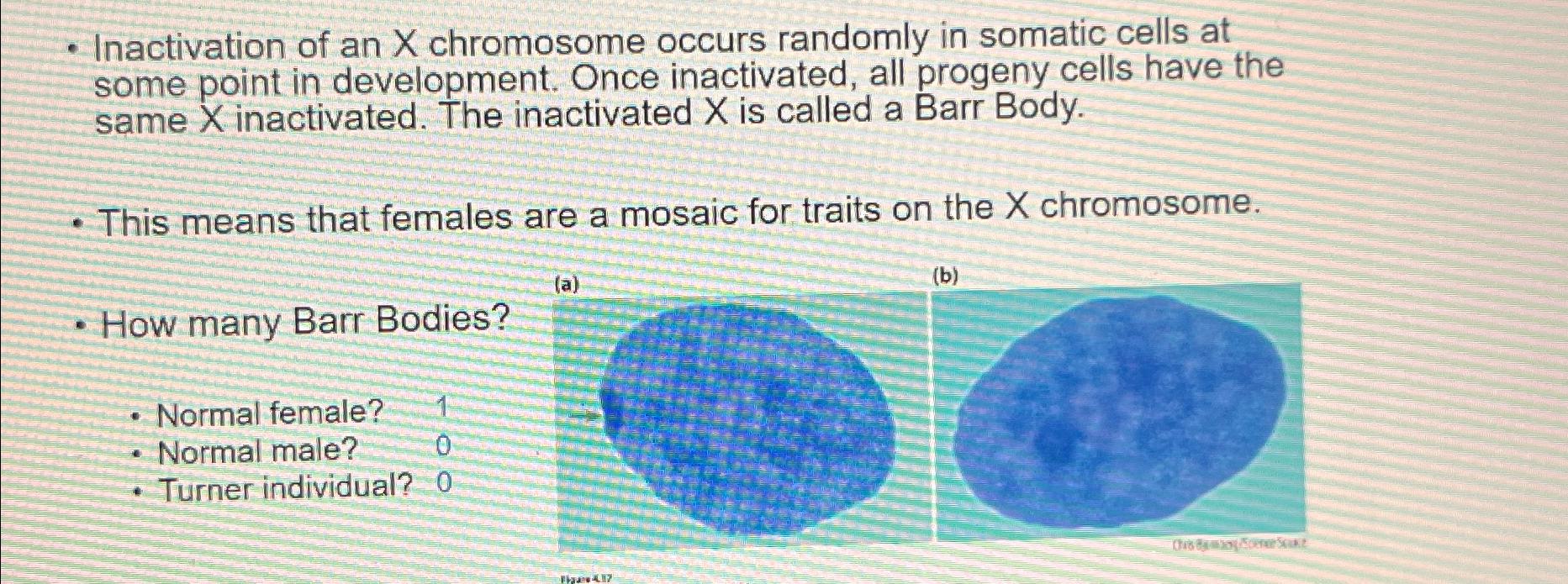 Solved Inactivation of an X chromosome occurs randomly in | Chegg.com